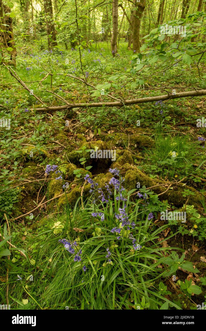 Natural environmental portrait of common Bluebells in an English ...
