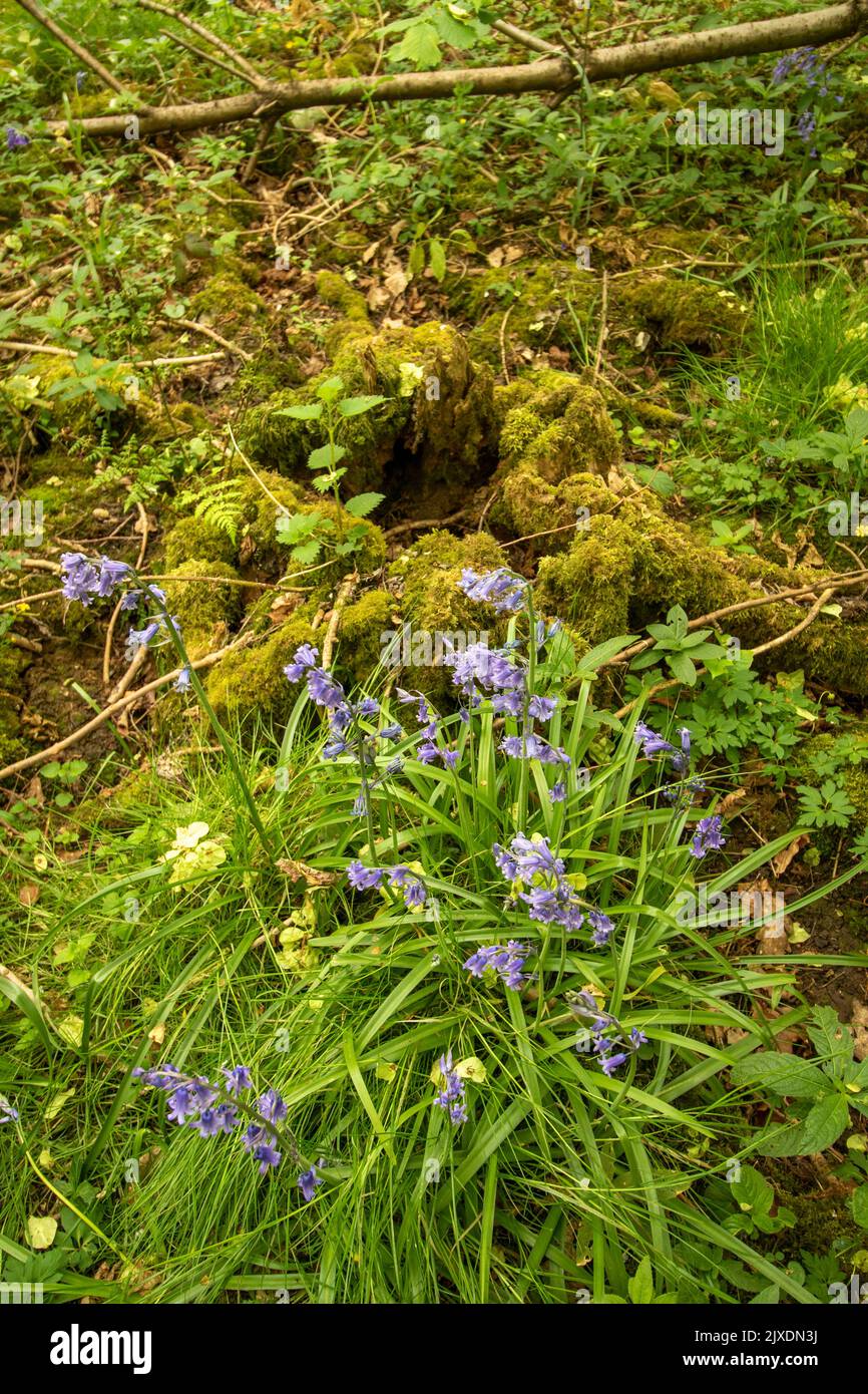 Natural environmental portrait of common Bluebells in an English ...