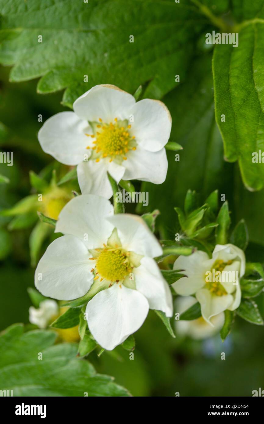 Close-up natural environmental still-life of Blackberry flower and ...