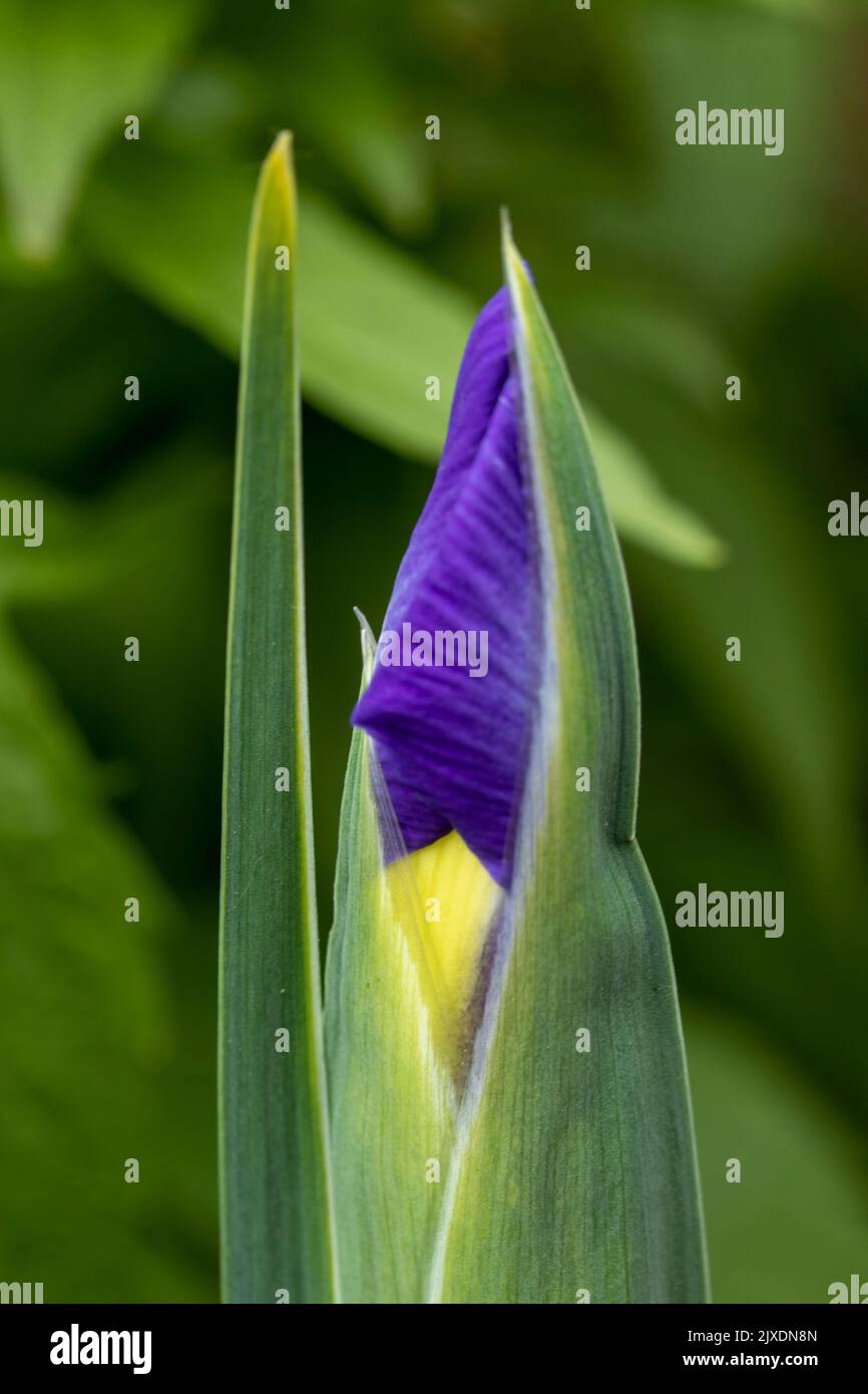 Very close up Iris garden flowers in close-up showing natural patterns ...