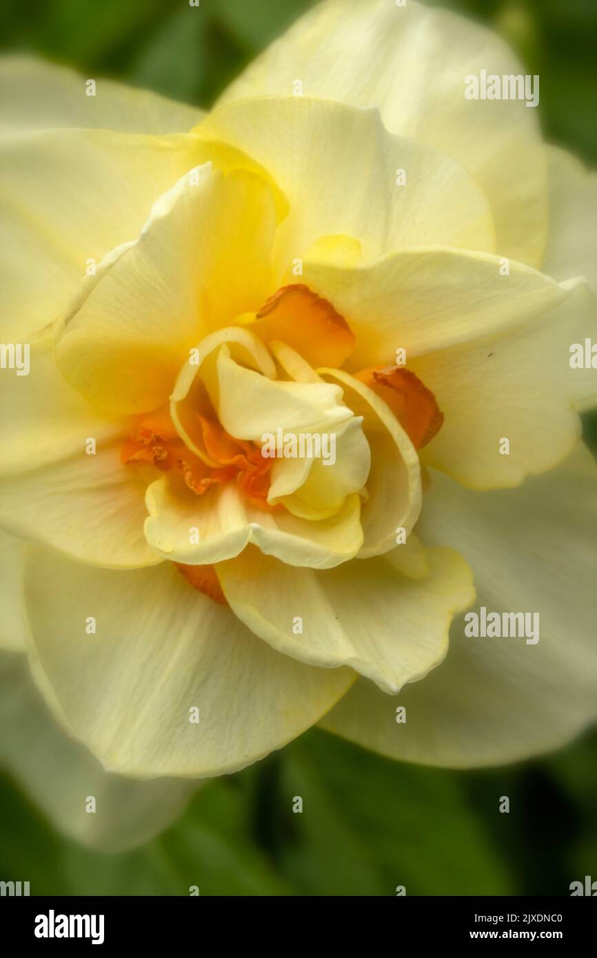 Very close-up pale Daffodil natural flower portrait Stock Photo - Alamy