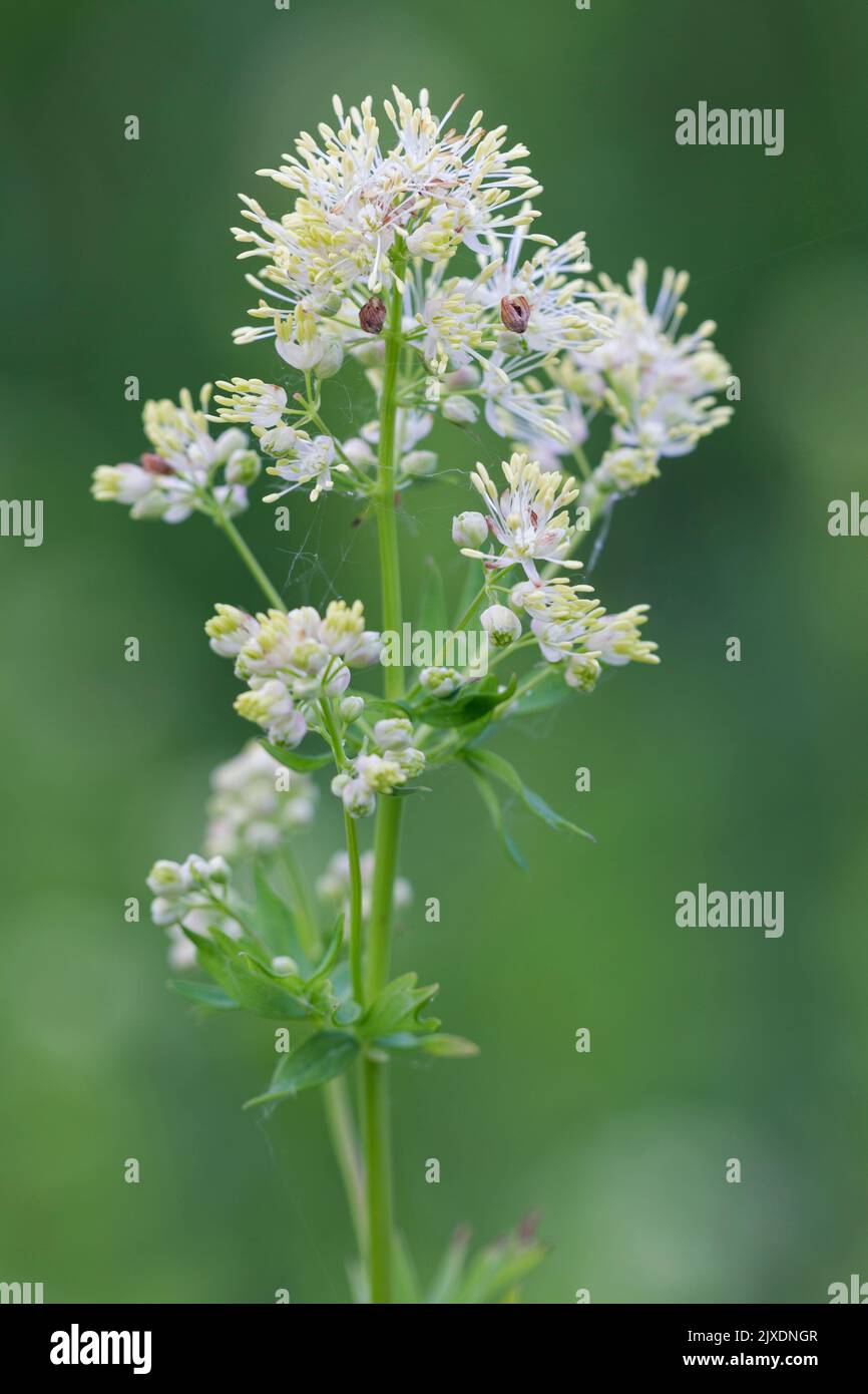 Thalictrum flavum hi-res stock photography and images - Alamy