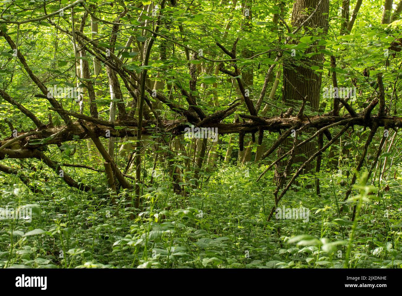 Natures chaos. Natural woodland patterns and textures formed by ...