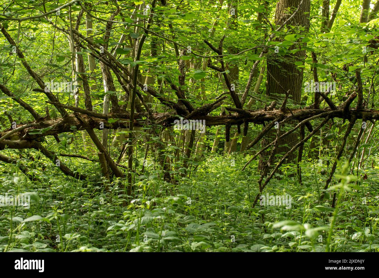 Natures chaos. Natural woodland patterns and textures formed by ...