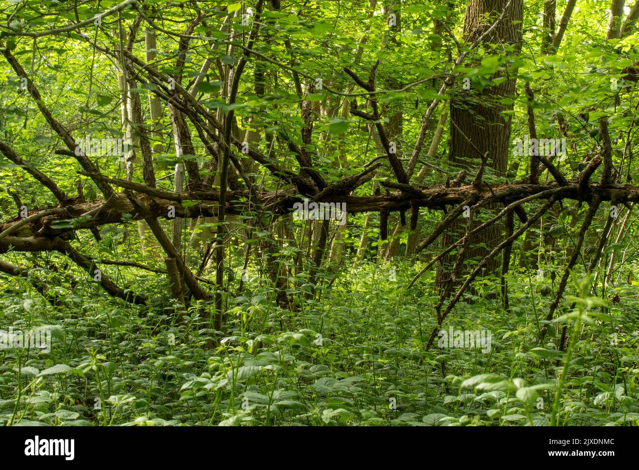 Natures chaos. Natural woodland patterns and textures formed by ...
