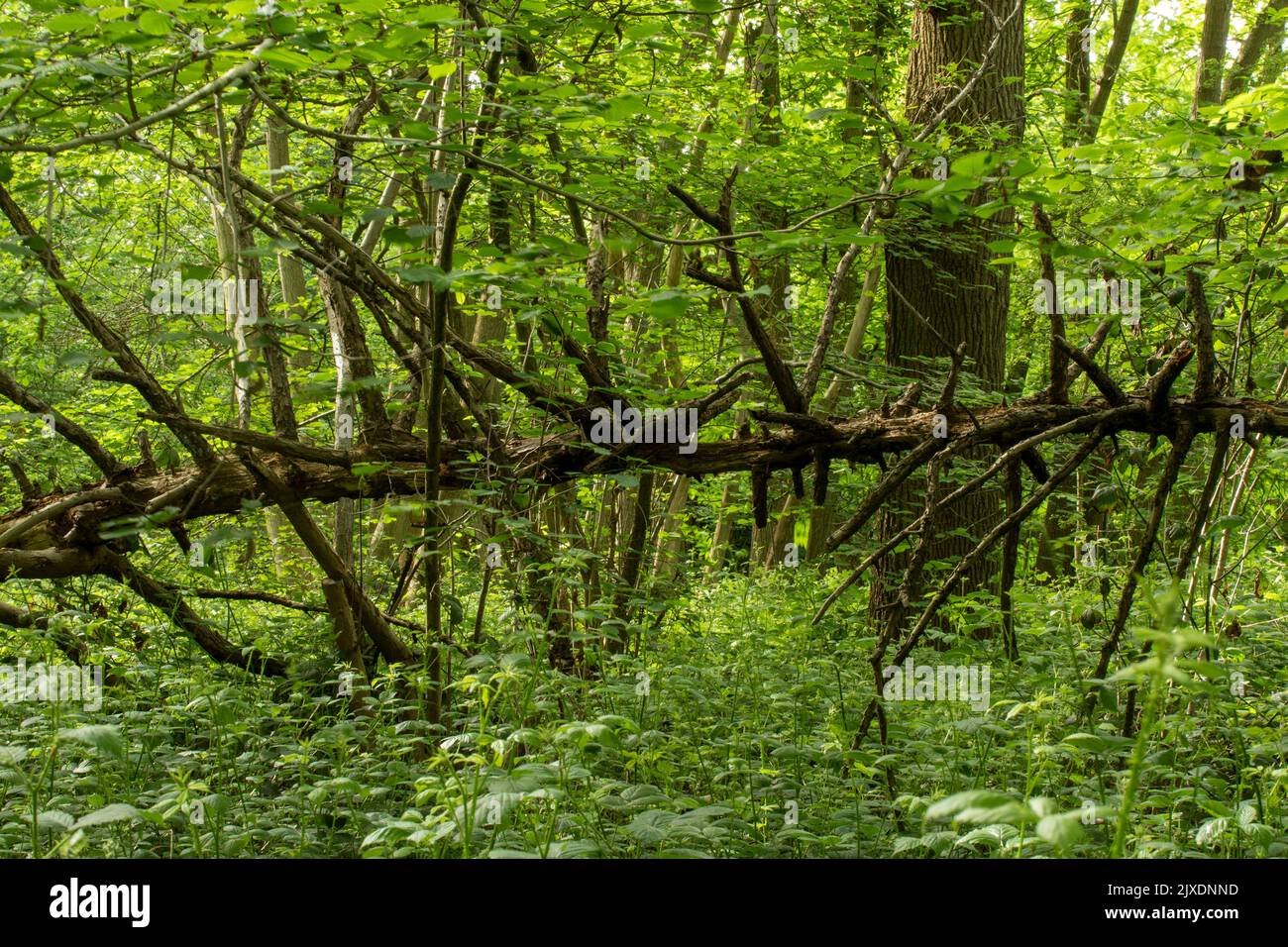 Natures chaos. Natural woodland patterns and textures formed by ...