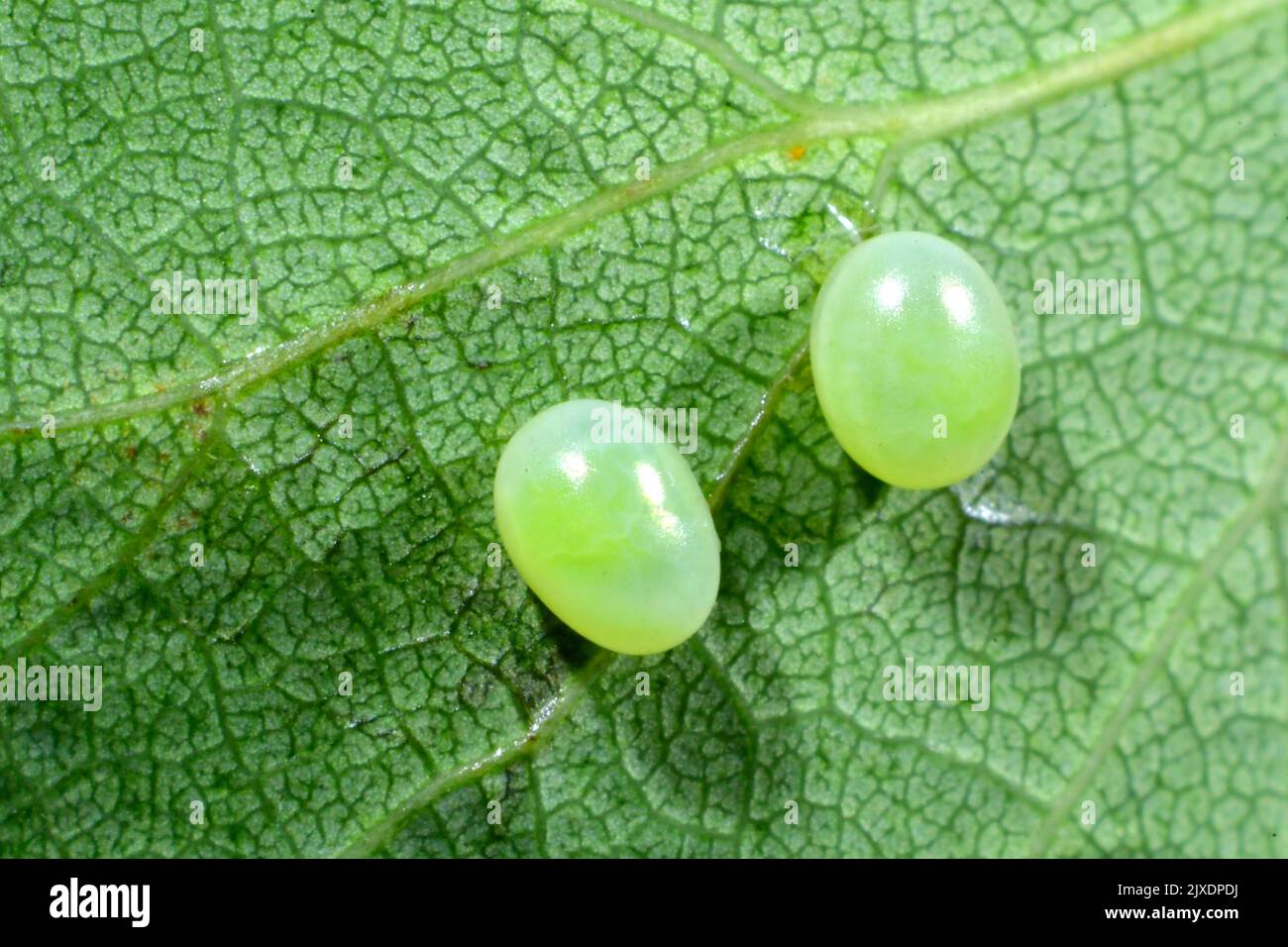 Poplar Hawk-Moth (Laothoe populi). Two eggs under a Quaking Aspen leaf ...