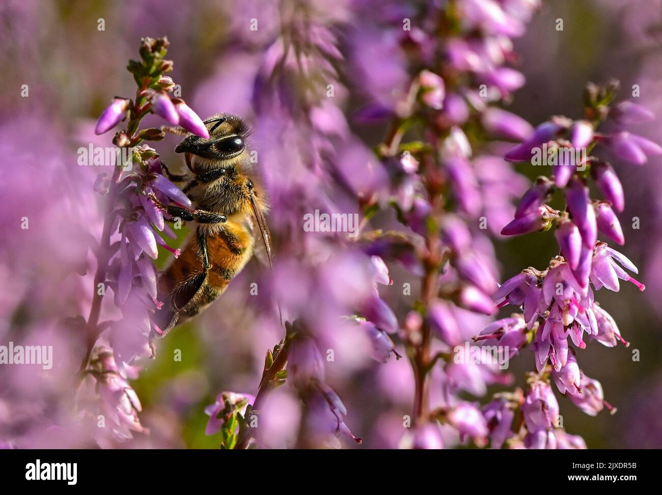 Reicherskreuz, Germany. 07th Sep, 2022. A bee is looking for nectar on the heather blossoms in ...