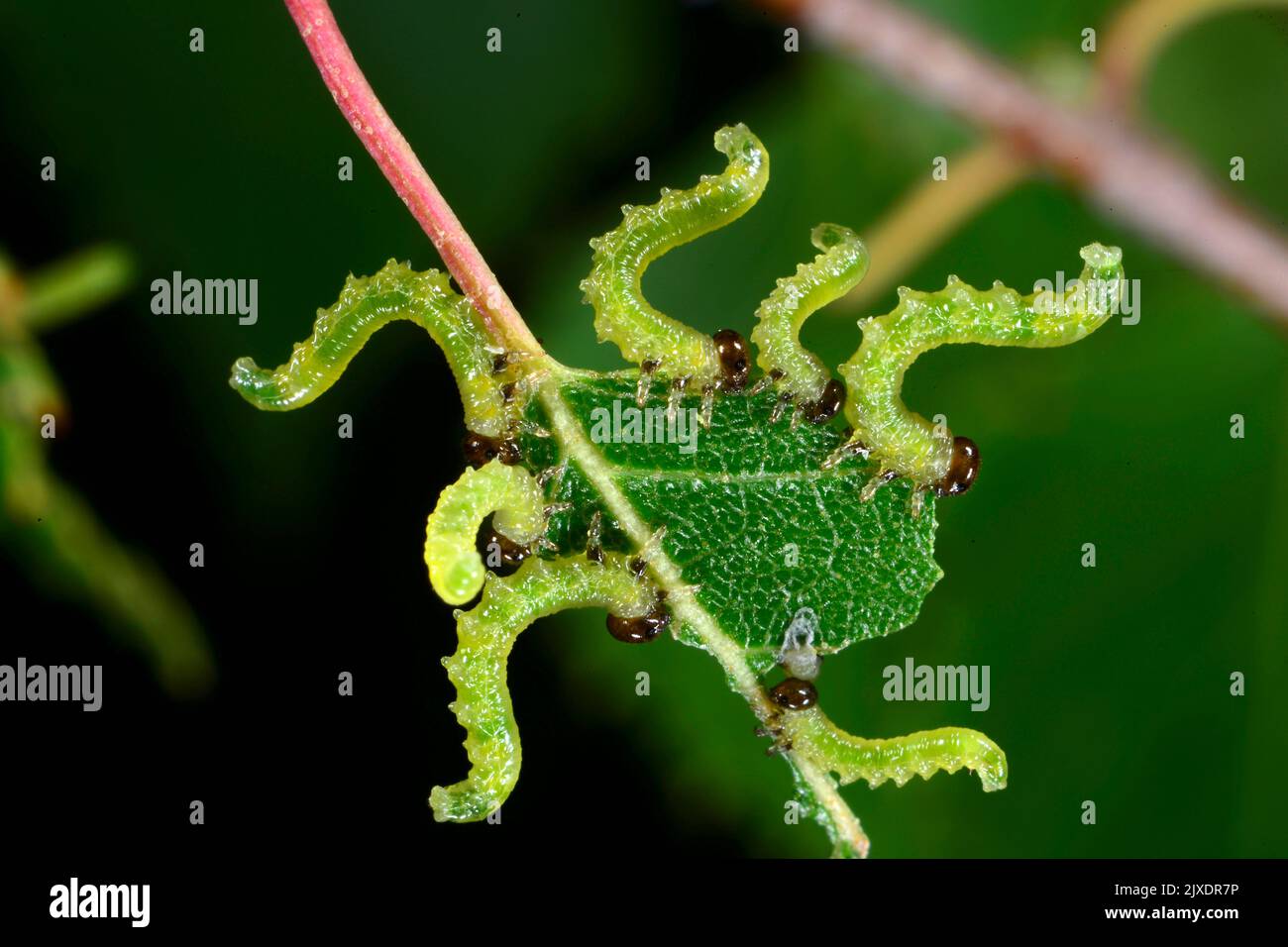 Sawfly (Fenusa pumila). Larvae in defensive posture on a Birch leaf ...