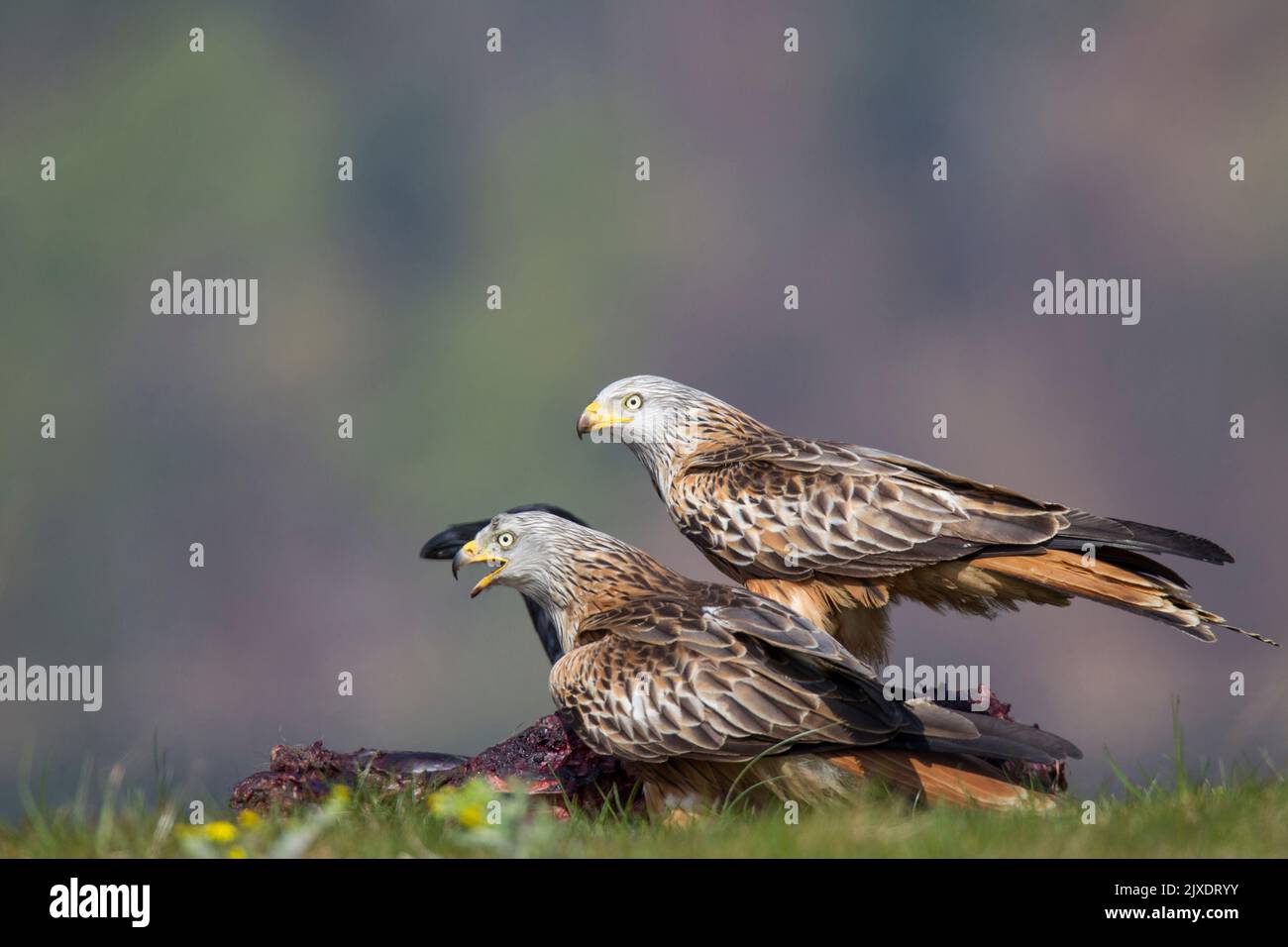 Red Kite (Milvus milvus). Two adults and a common Raven on carrion ...
