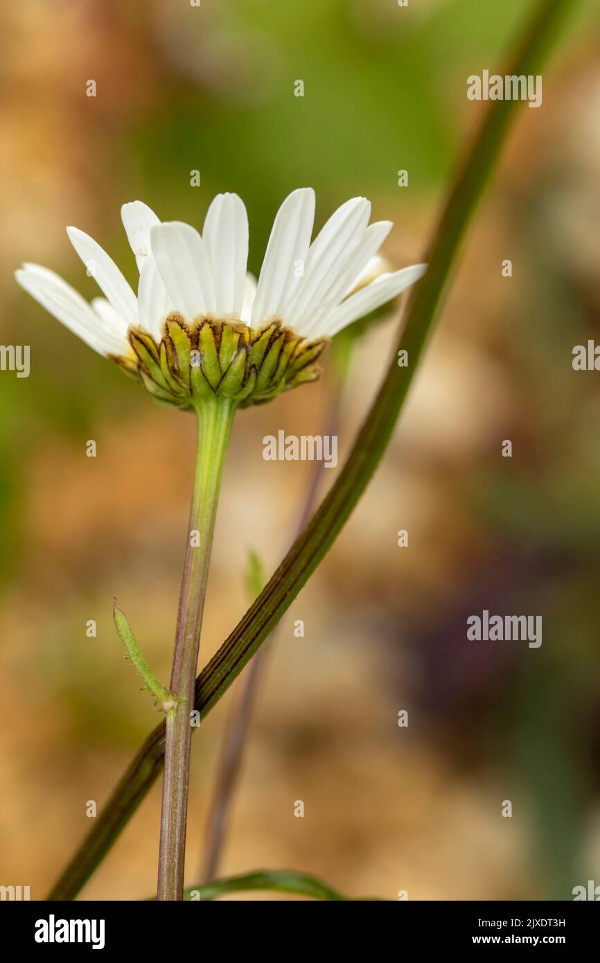 Pretty Daisy flower. Natural flower portrait in their natural ...