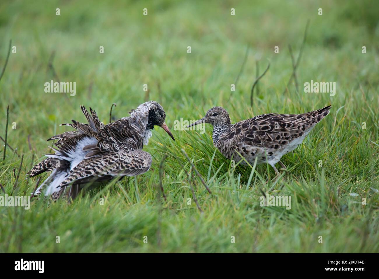 Male and female ruff bird hi-res stock photography and images - Alamy
