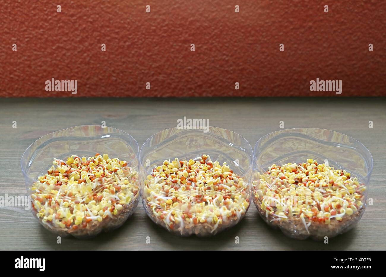 Hydroponic Kaiware Daikon Sprouts Germination in Reuse PET Water ...