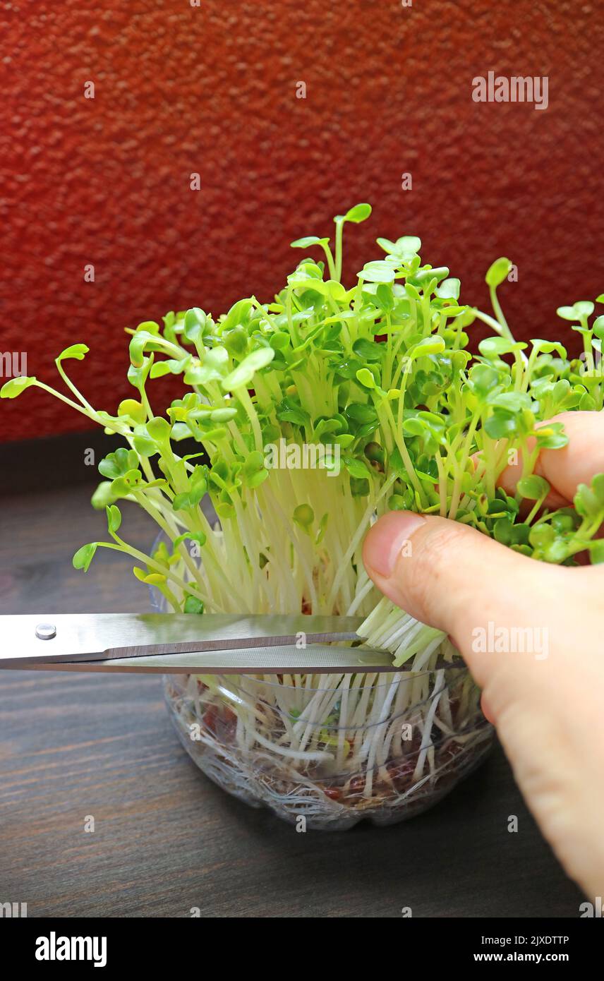 Harvesting Hydroponic Daikon Microgreens Grown As Edible Houseplants