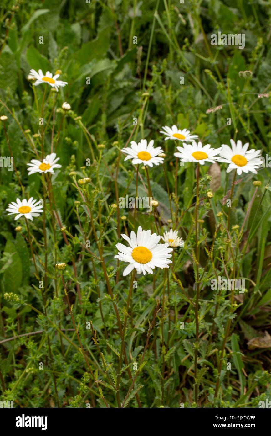 Pretty Daisy flower. Natural flower portrait in their natural ...