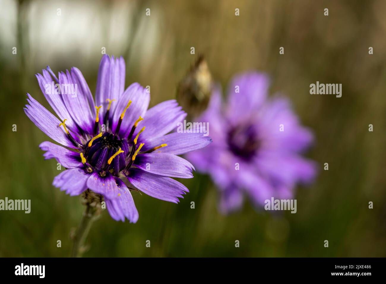 Close up natural flower portrait of prolific Catananche caerulea, blue ...