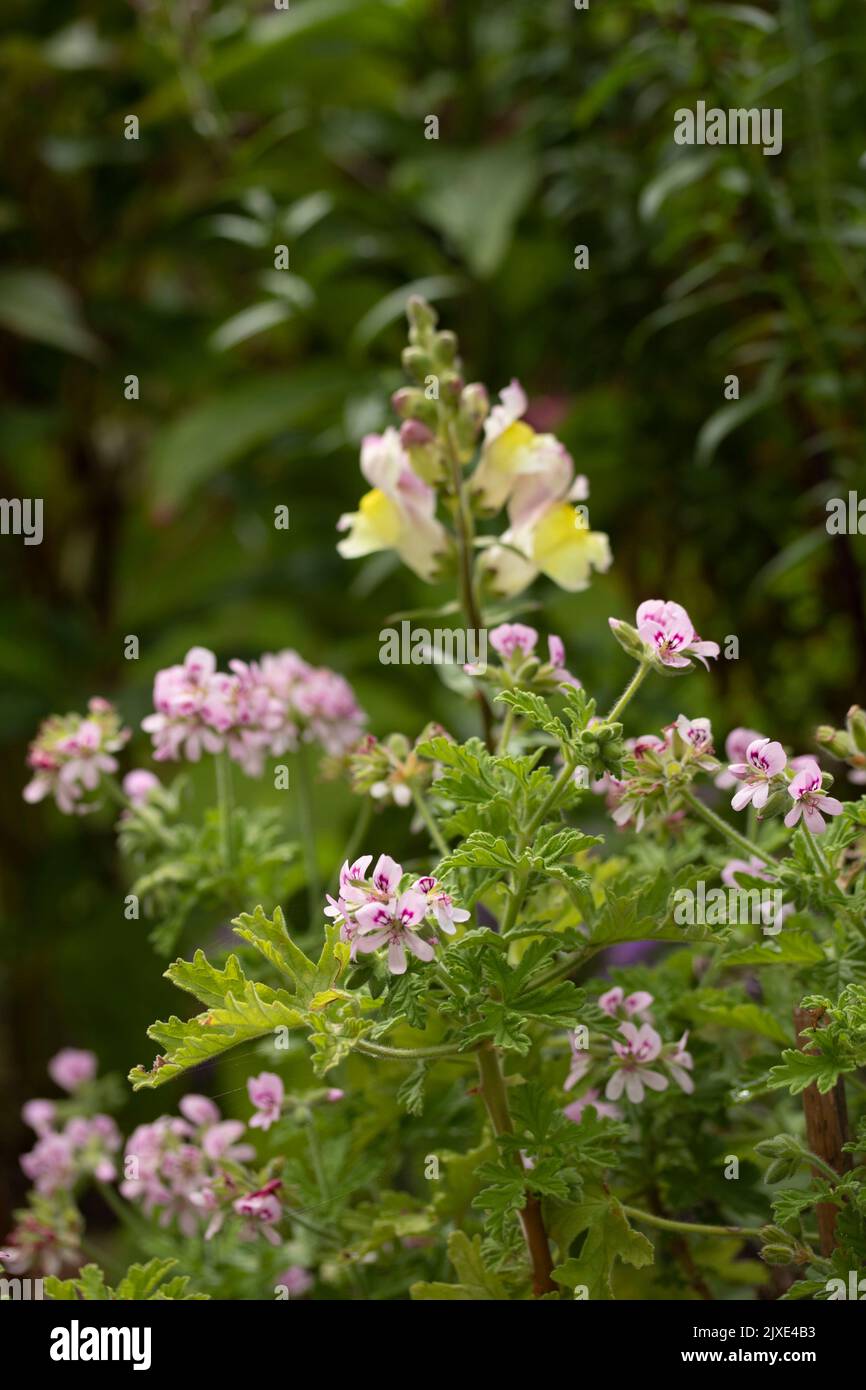 Close up natural plant portrait of delightful Pelargonium crispum ...