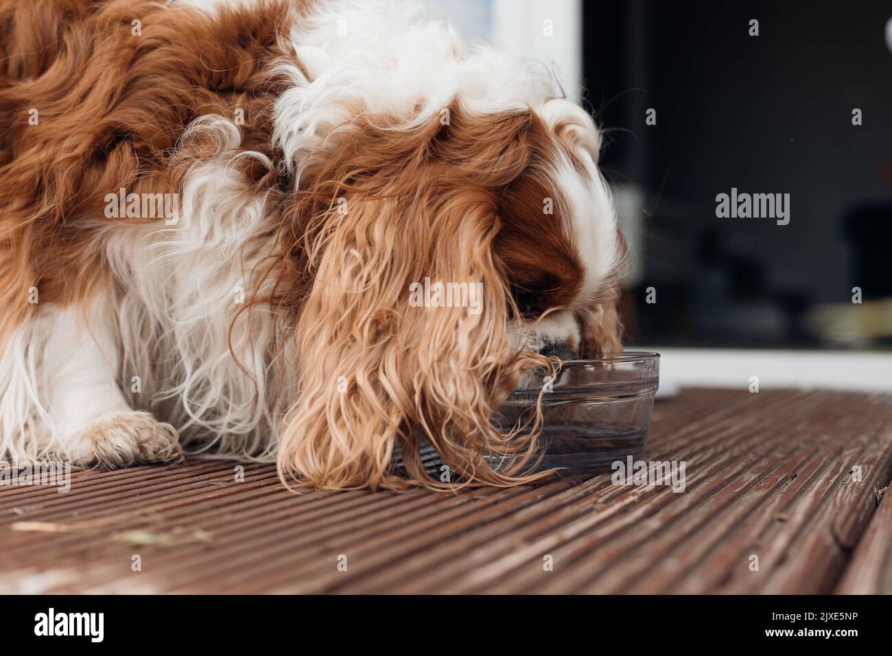 Close up side view of dog brown and white curly Cavalier King Charles ...