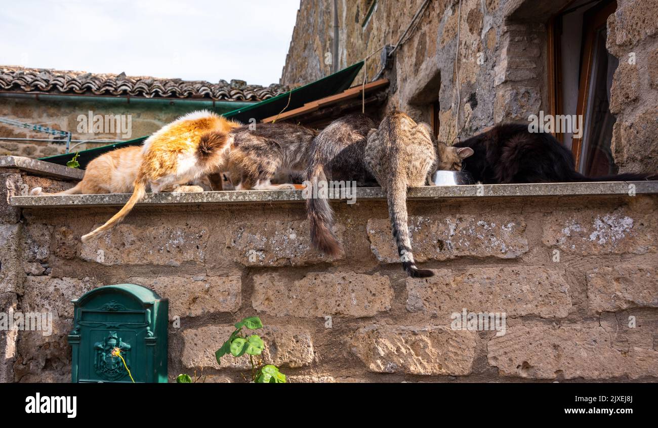 Group of cats from back with their tails hanging on stone wall Stock ...