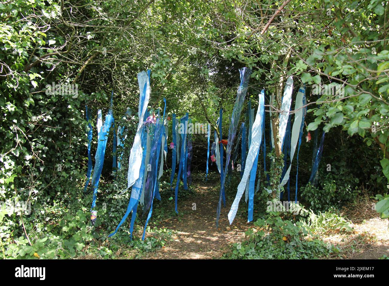 Bright Ribbon Decorations Along a Woodland Path Stock Photo - Alamy