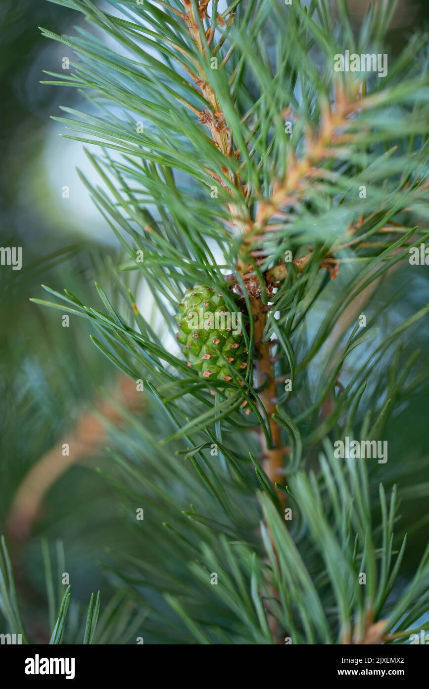New pine cone sprout hi-res stock photography and images - Alamy