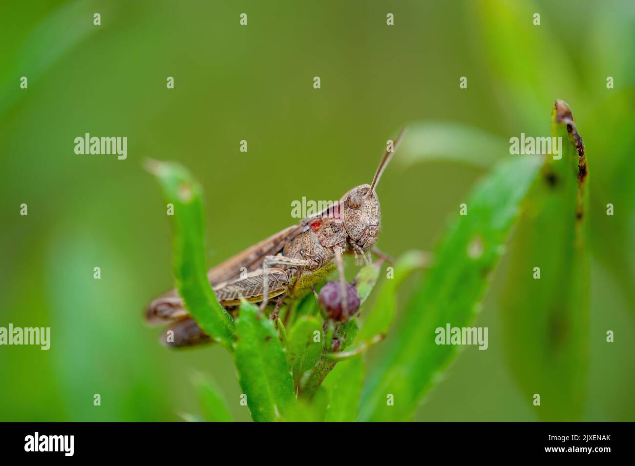 Common Grasshopper Insect on Grass Macro Stock Photo - Alamy