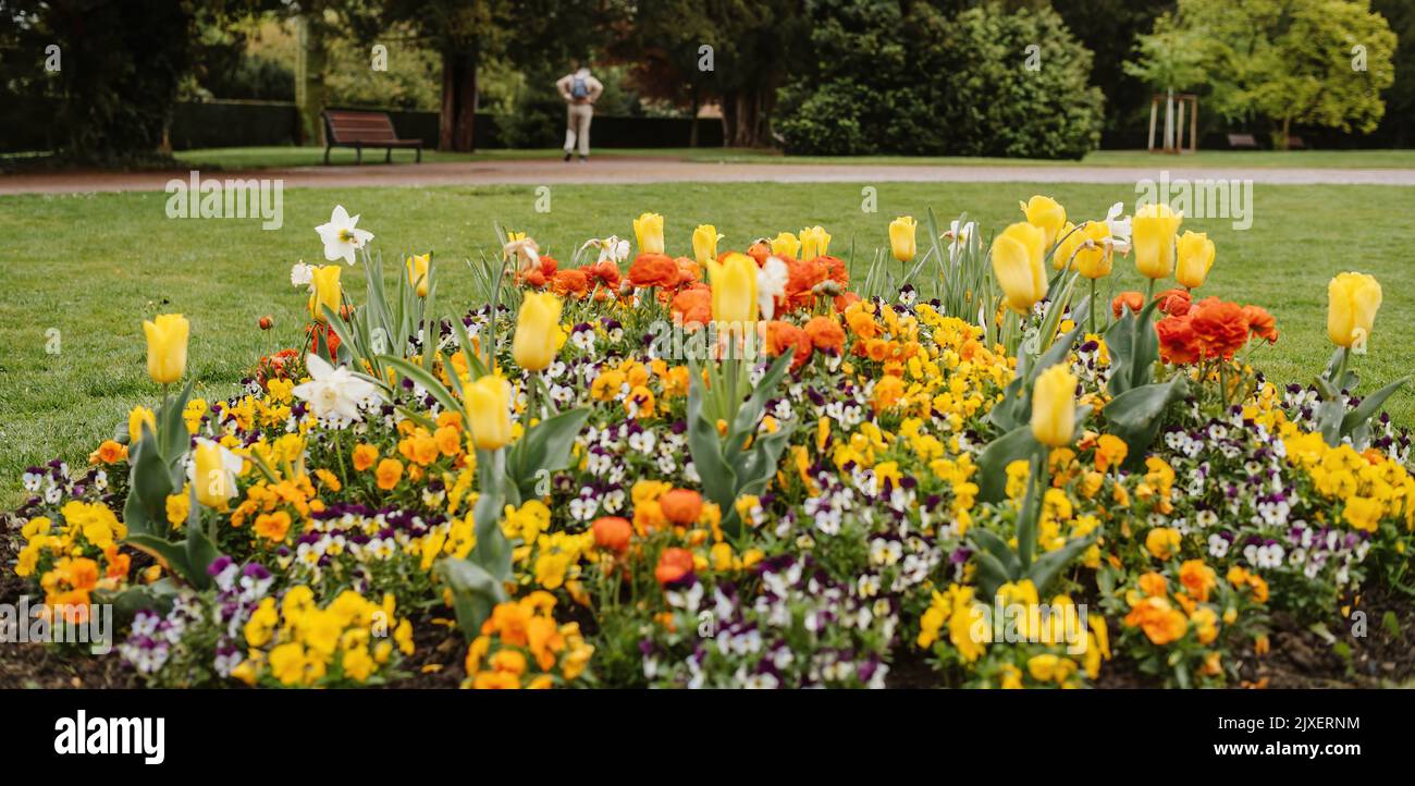 Green park with vivid lawn and decoration composition tulips, narcissus ...