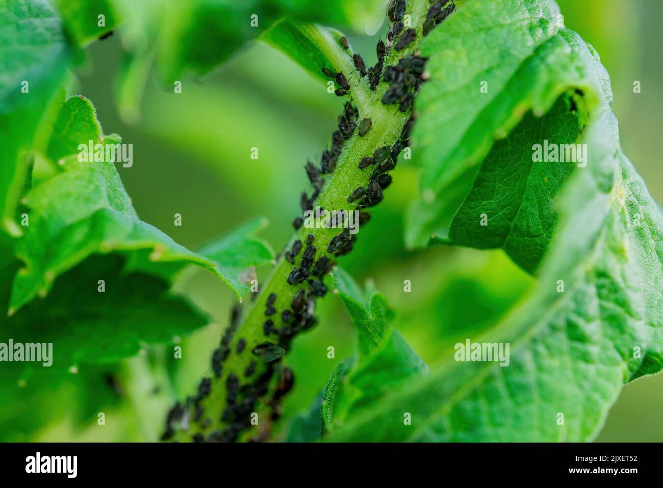 Aphid Colony on Plant. Greenfly or Green Aphid Garden Parasite Insect ...
