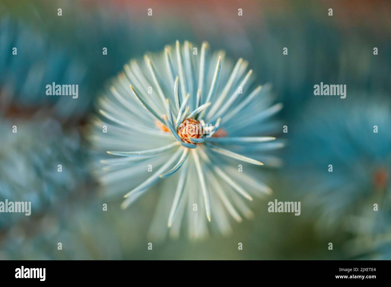 New pine cone sprout hi-res stock photography and images - Alamy