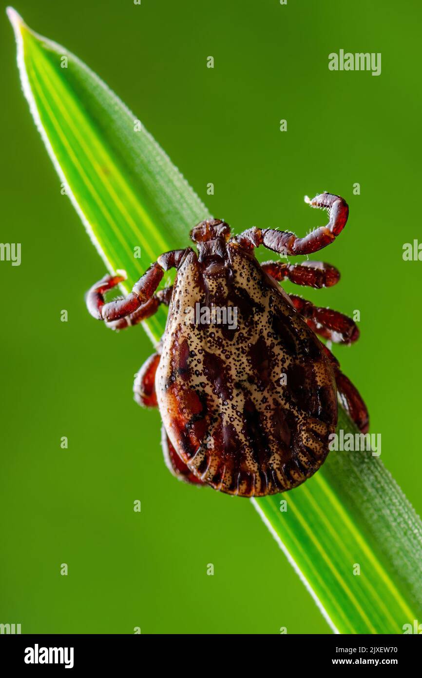 Encephalitis Tick Insect Crawling on Grass. Lyme Borreliosis Disease ...