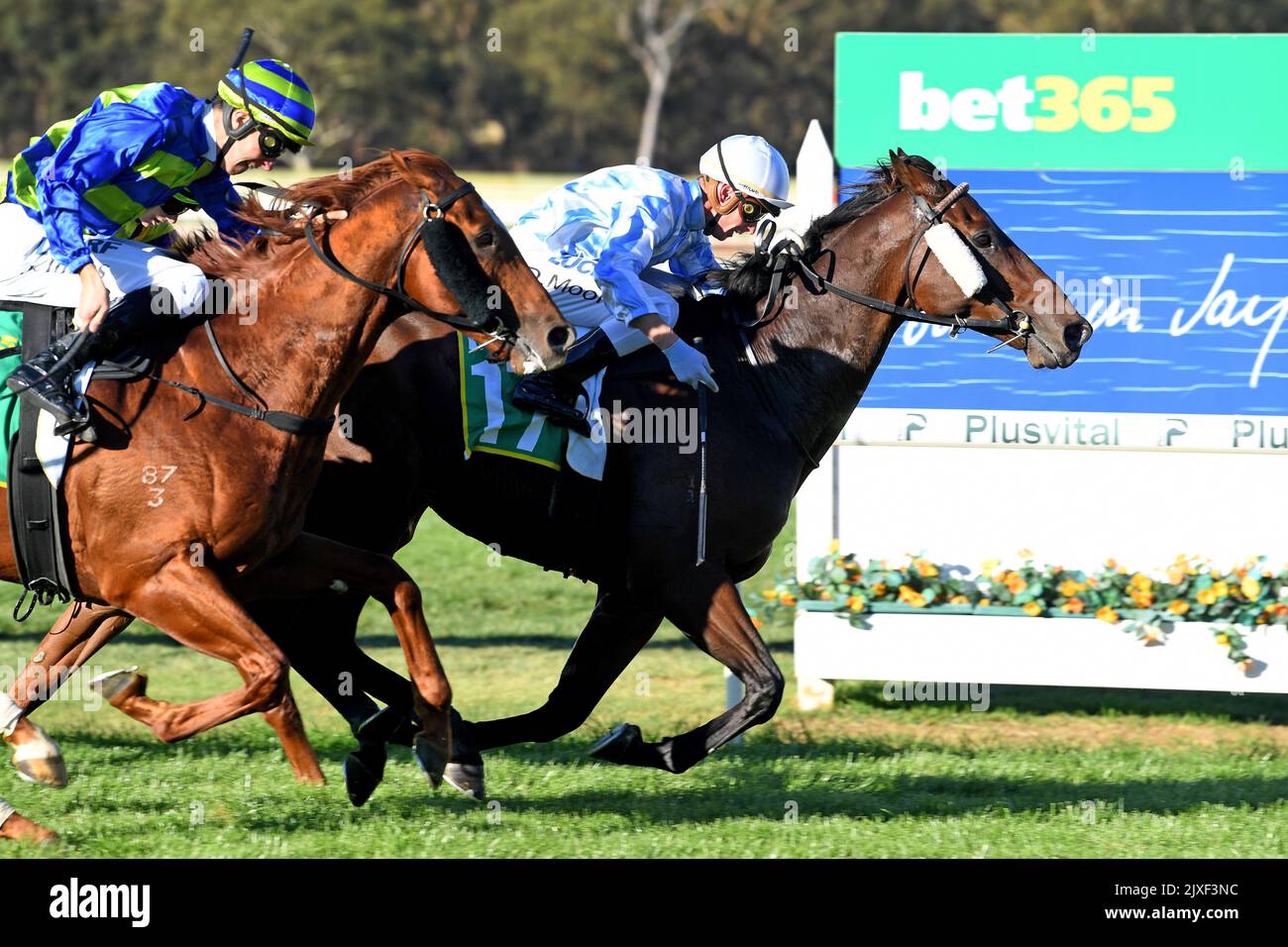 Jockey Daniel Moor riding Dodging Bullets wins race 7, the 1600m Bet365 ...