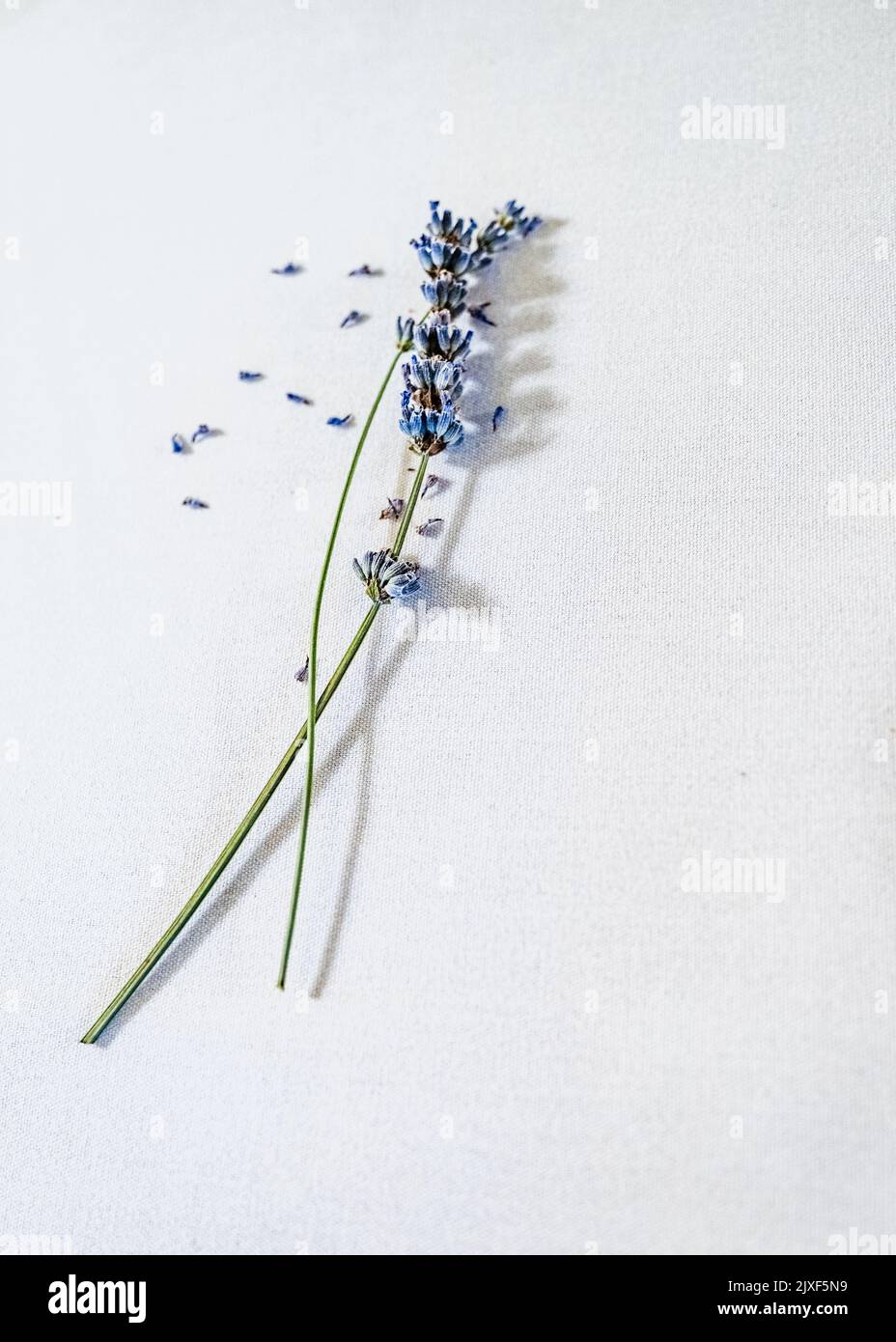 Megan greenway hi-res stock photography and images - Alamy