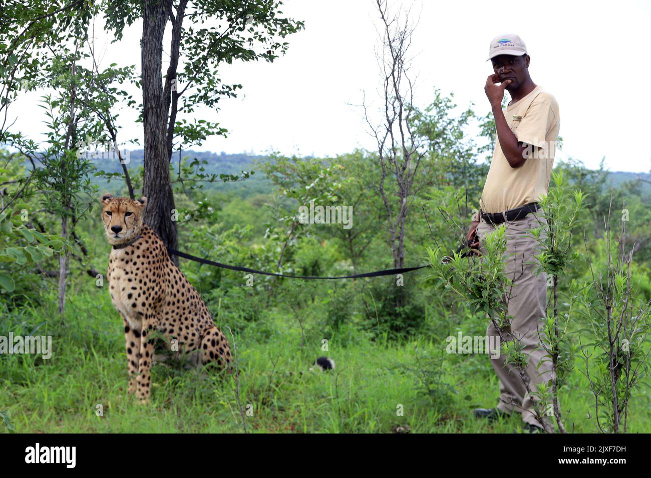 Orphaned cheetah Sylvester poses for a photograph at the Elephant Camp ...