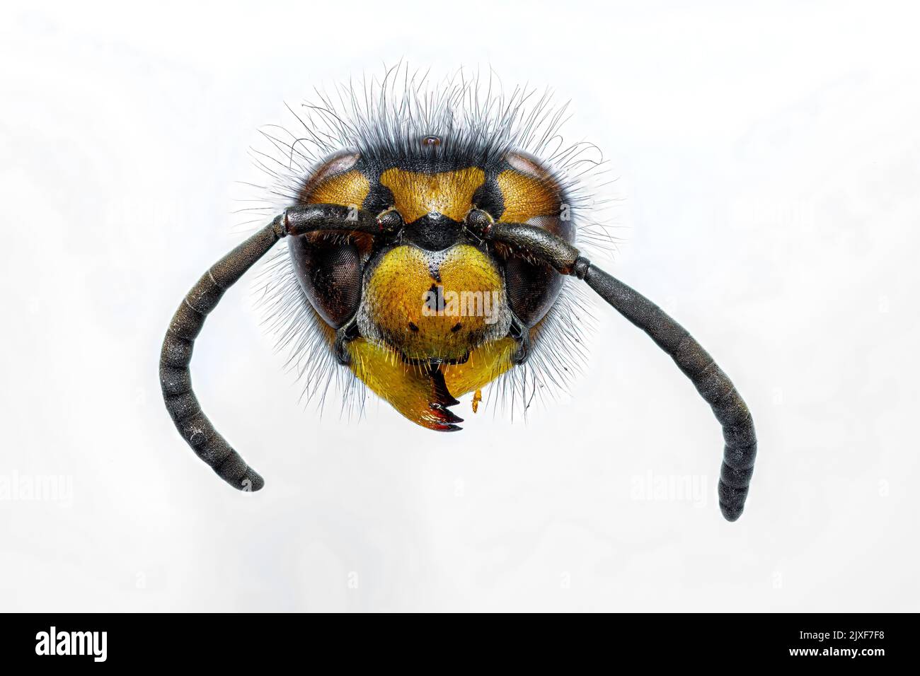 The head of a german wasp Stock Photo - Alamy
