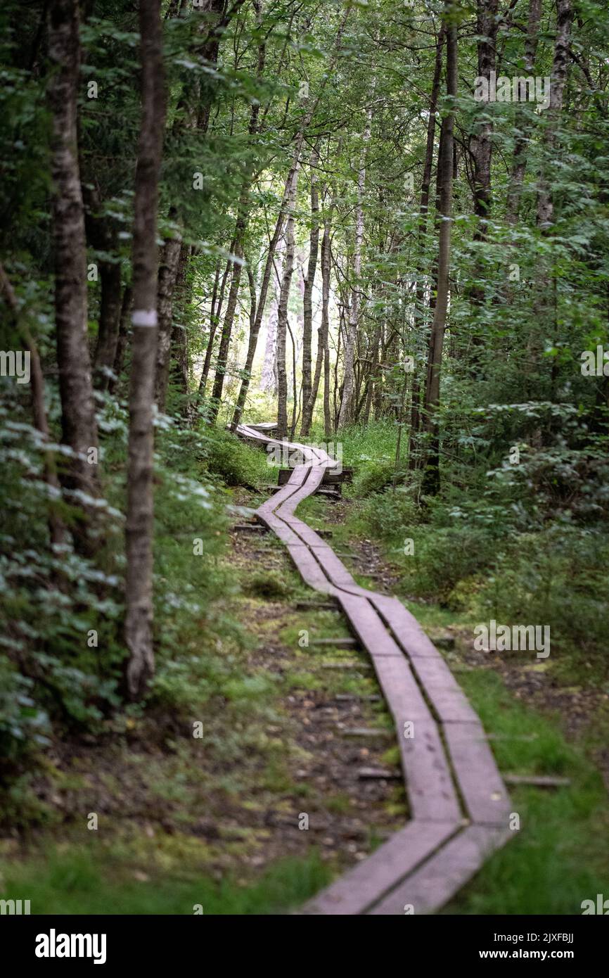 Landscape photo of a path in the forest or woods during summer season ...
