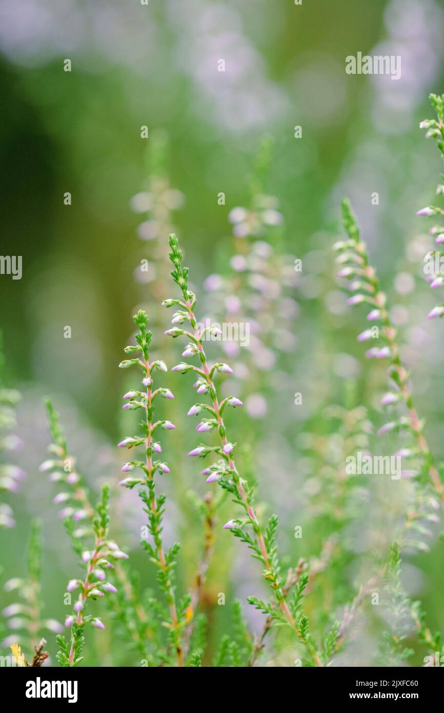 Closeup beautiful flower during summer hi-res stock photography and ...