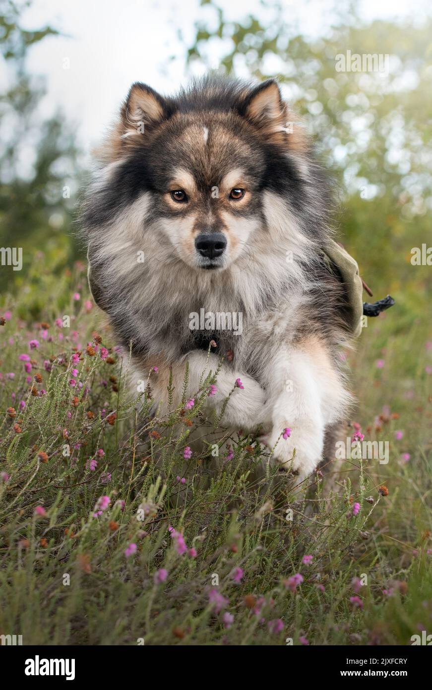 Leaping looking at camera hi-res stock photography and images - Alamy