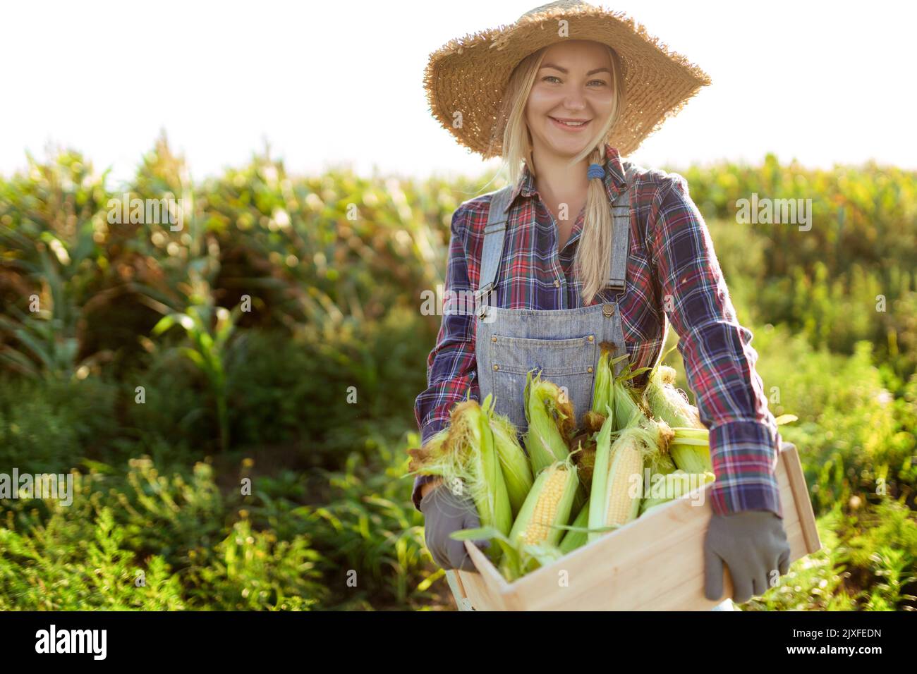 Corn. Young farmer woman smiling and harvesting corn. A beautiful woman ...