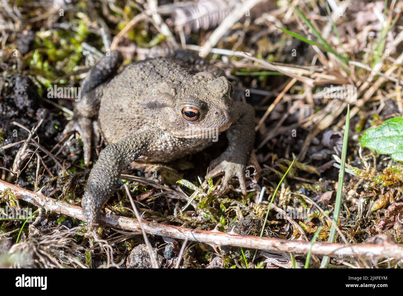 Common toad (Bufo bufo), in natural terrestrial habitat, Hampshire ...