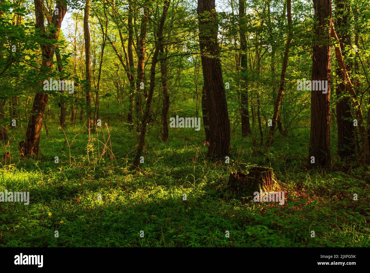 Sun beams through thick trees branches in dense green forest Stock ...