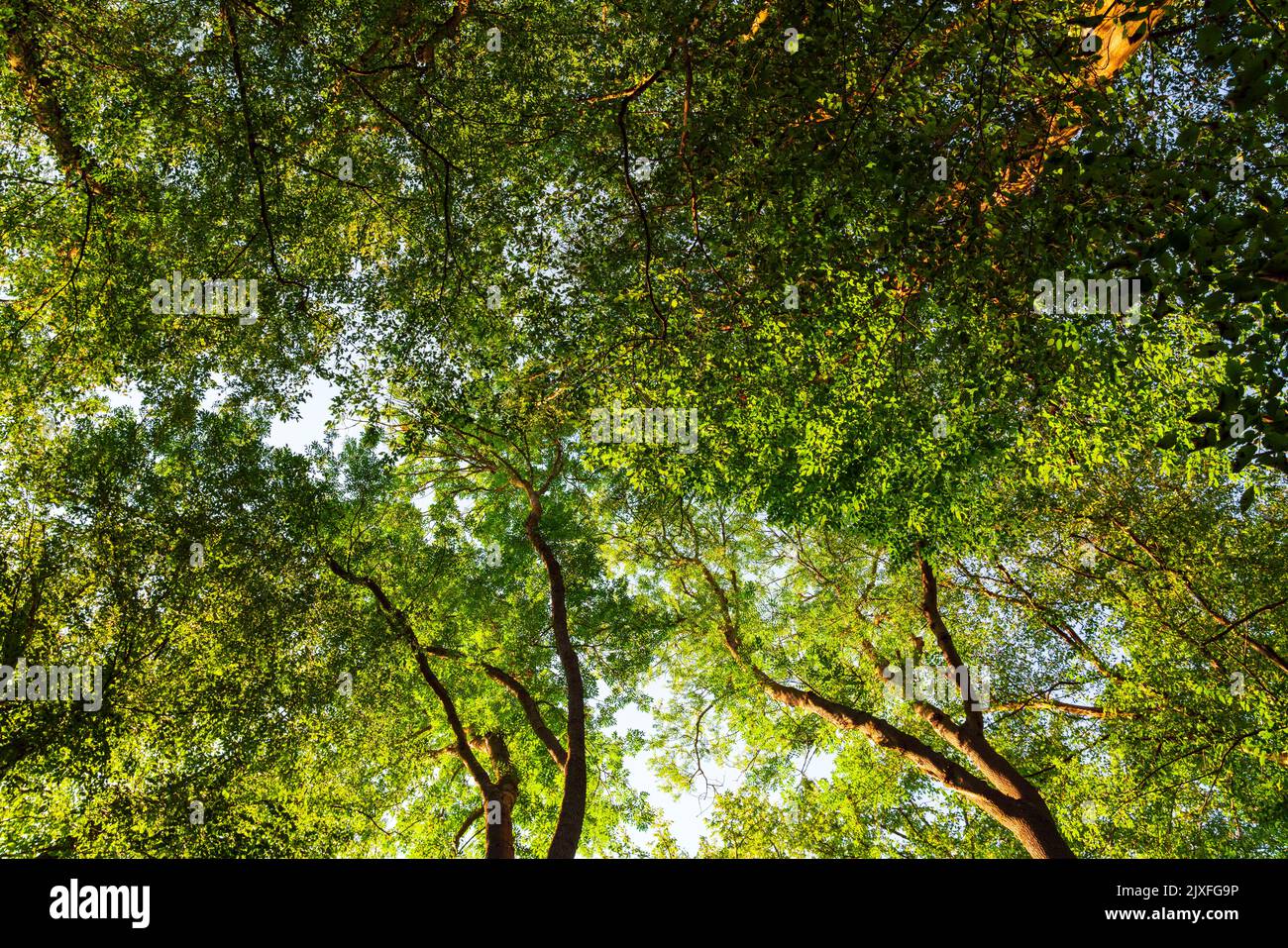 High branches of green trees Stock Photo - Alamy
