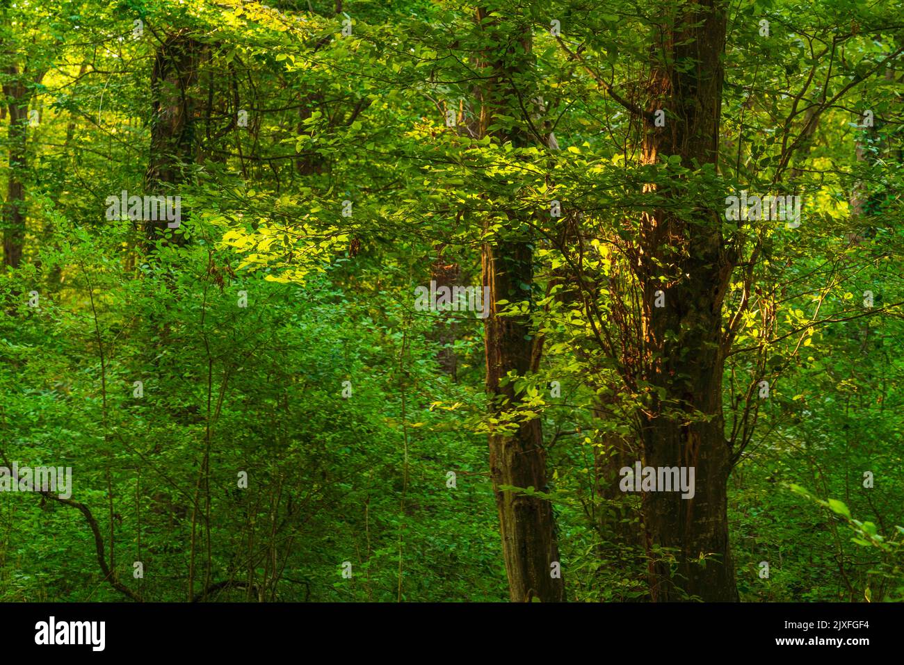 Wild daylight and jungle hi-res stock photography and images - Alamy