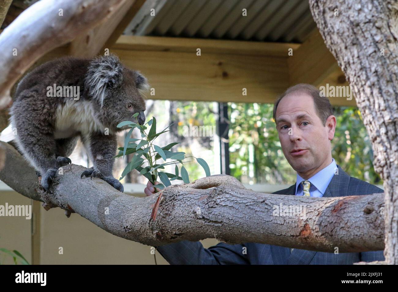 Prince Edward, the Earl of Wessex, meets Sophie the koala at the ...