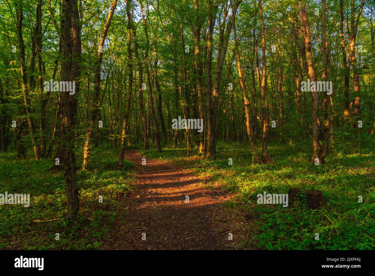 Path in the green dense summer forest Stock Photo - Alamy