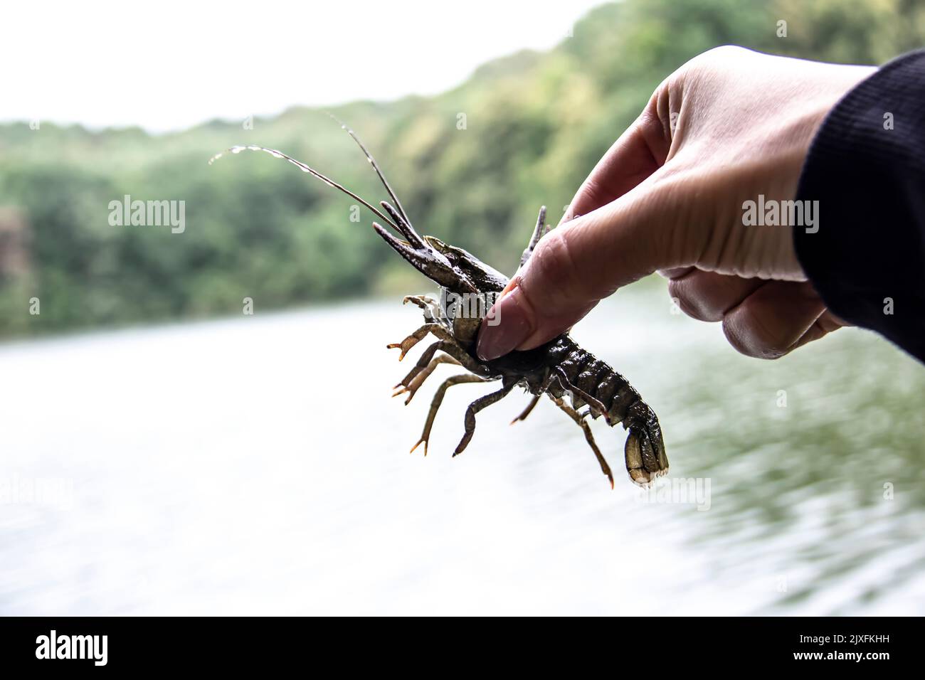 Female hand hold the small crayfish against river background. Crayfish ...
