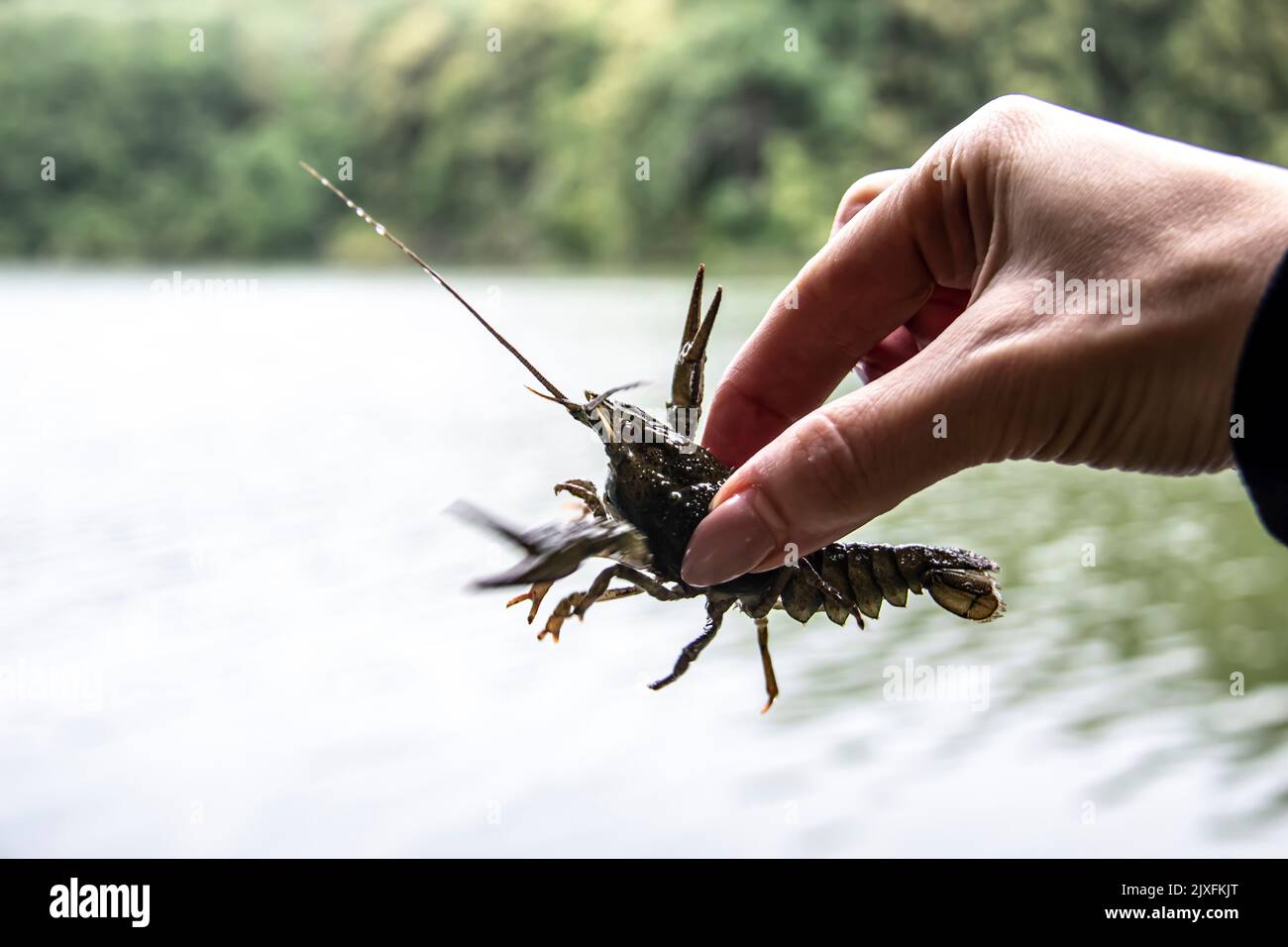 Female hand hold the small crayfish against river background. Crayfish ...