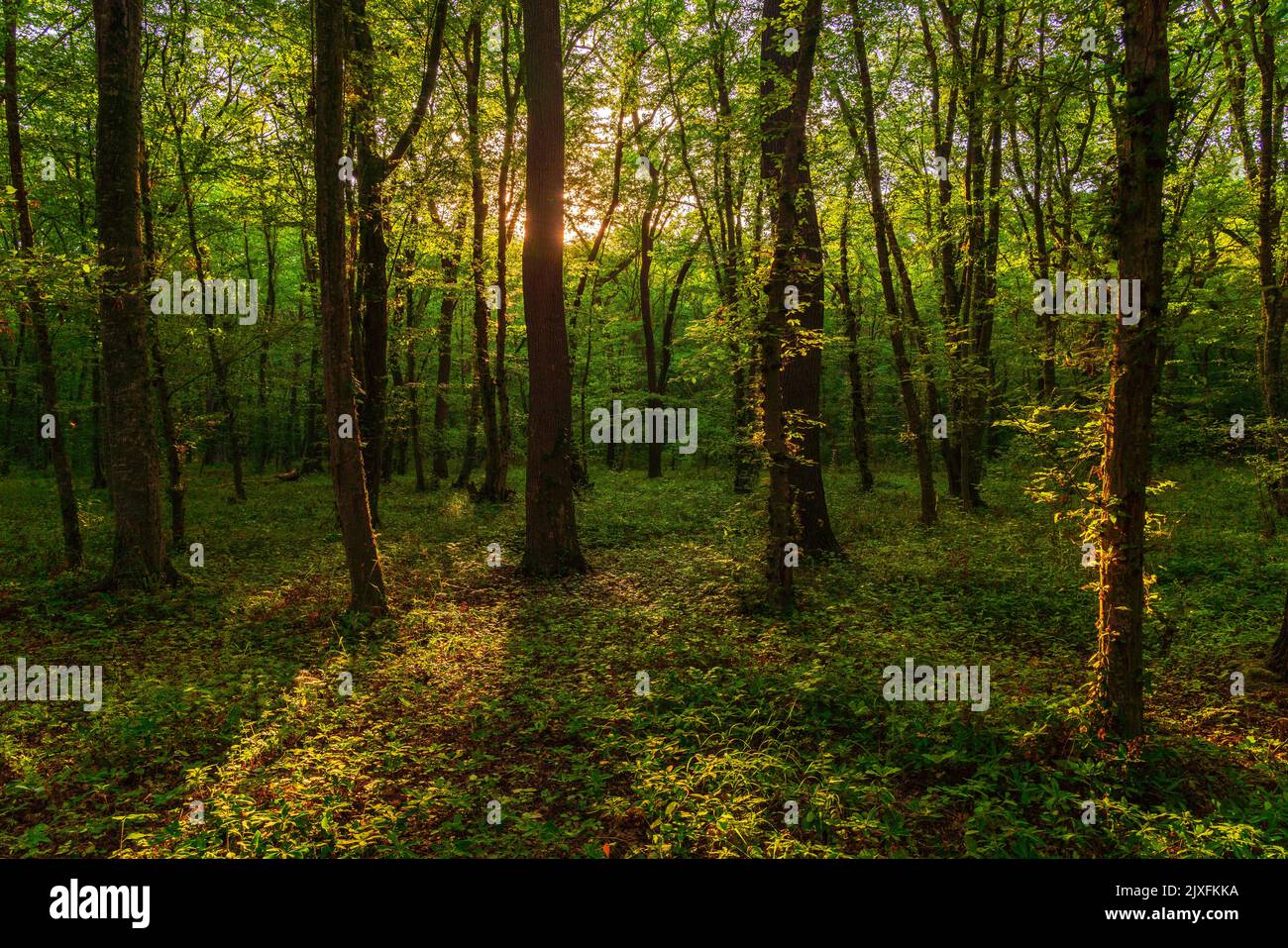 Sun beams through thick trees branches in dense green forest Stock ...
