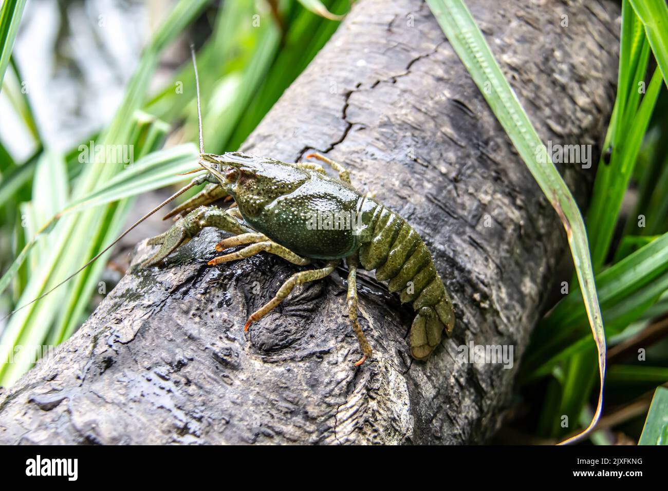 The small crayfish move on the tree against background. Crayfish on the ...