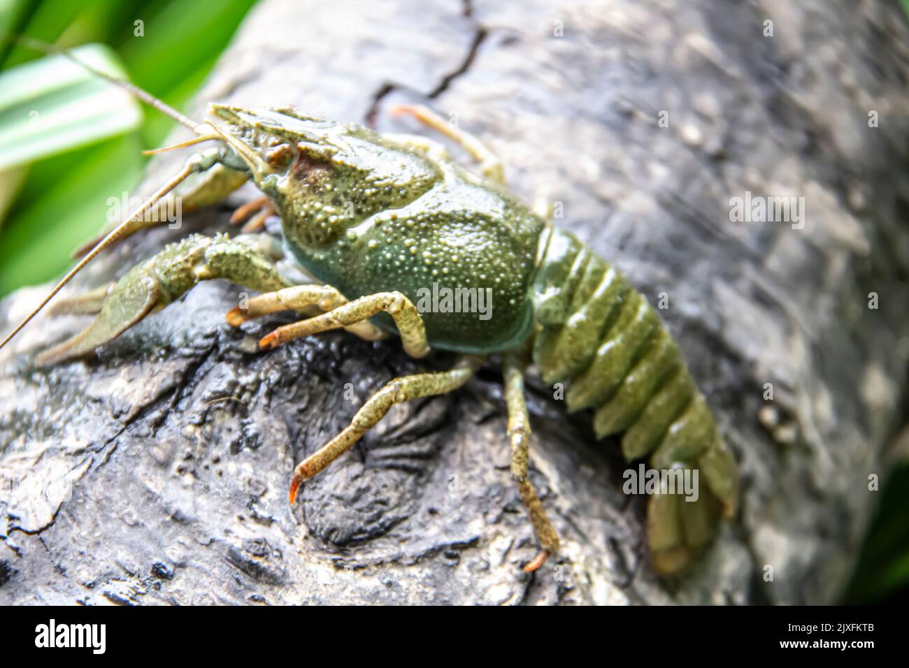 The small crayfish move on the tree against background. Crayfish on the ...
