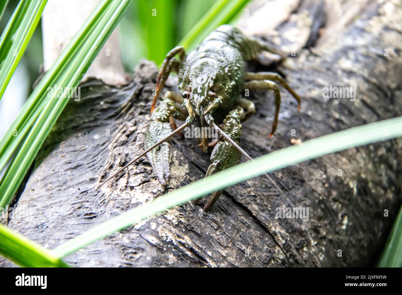 The small crayfish move on the tree against background. Crayfish on the ...